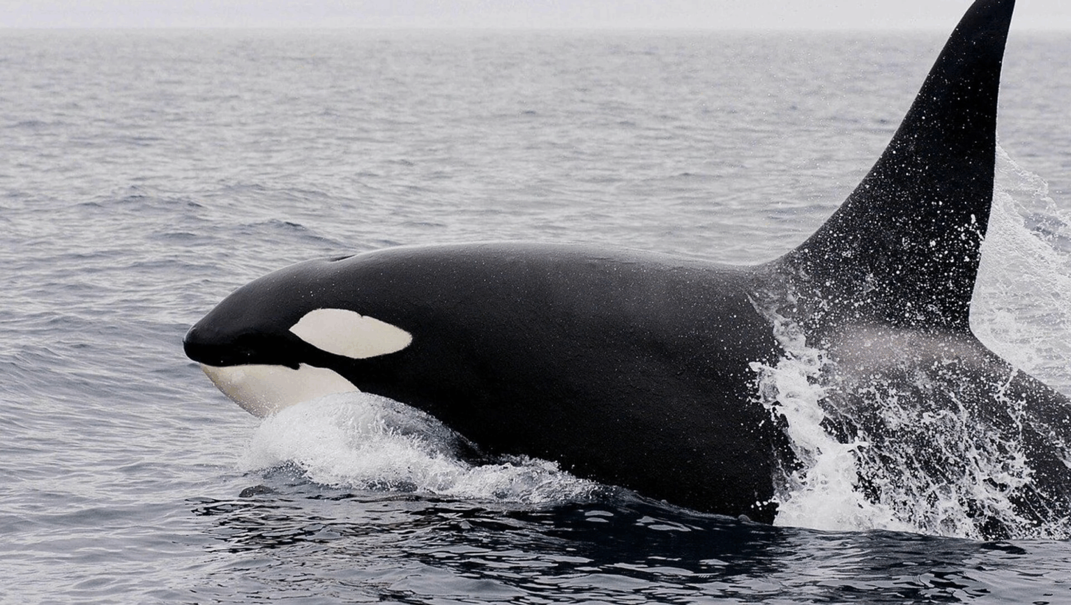 Nadar con orcas en Baja California Sur puede costar hasta 39 mil pesos ...